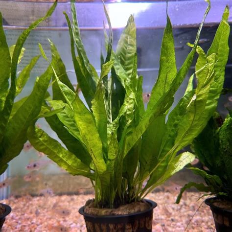 Java Fern Mother Plant Discus Madness