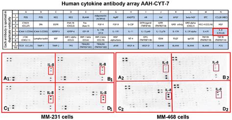 Effect Of Goss On Cytokine Expression In Tnf α Stimulated Download
