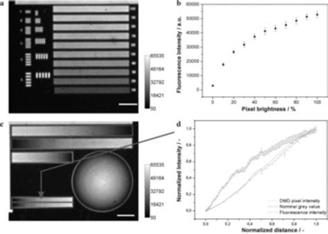 Saturation And Gradient Patterns A Fluorescence Image Of