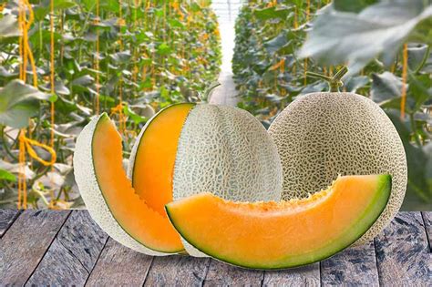 Different Types Of Cantaloupe Types Of Melons A Comprehensive Guide