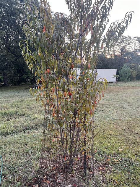 Can Anyone Advise Pruning This Nectarine Tree Its Like 3 N 1 R Arborists