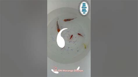 සුරතල් මසුන් 🐟🐟🐟🐟 Srilanka 😃😃😃😃😃 Youtube