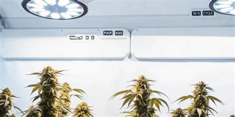 Autoflower Light Intensity Indoors Expert Guide