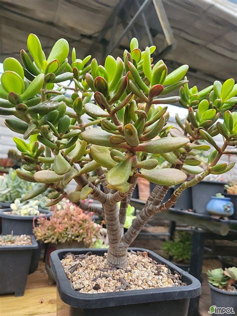 우주목 묵둥이 다육식물선인장 심폴