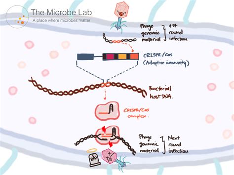 “คริสเปอร์ แคส” Crispr Cas Clustered Regularly Interspaced Short Palindromic Repeat Crispr
