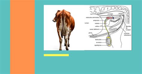Anatomie De Lappareil Génital Bovin