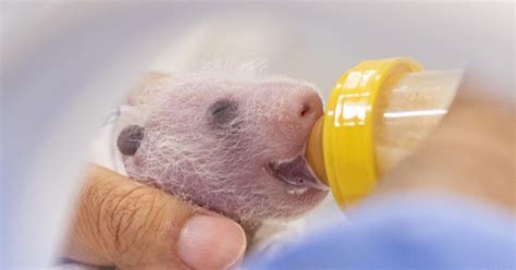 쌍둥이 판다에 검은 무늬가··· 에버랜드 생후 12일 쌍둥이 판다 근황 공개