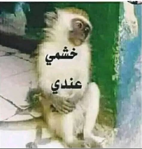 بلبل سبب الضحكةة