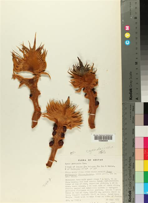 Biological Specimen Collections Of Bhutan Image Details 480