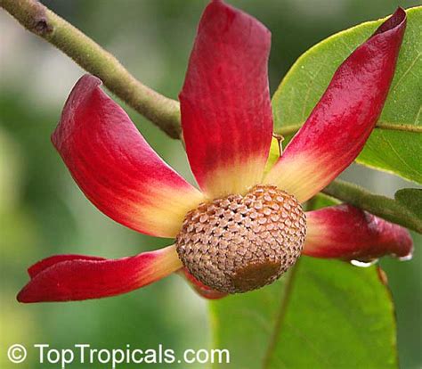 Uvaria rufa, Uvaria grandiflora, Calabao - TopTropicals.com