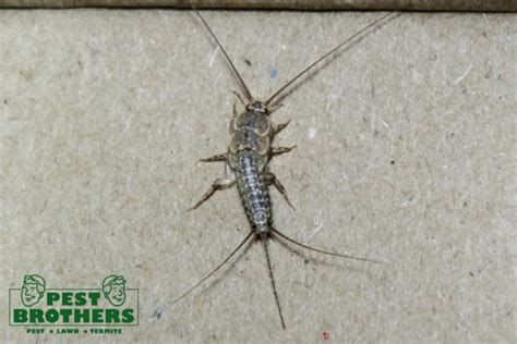 What Attracts Silverfish To Your Aventura Home