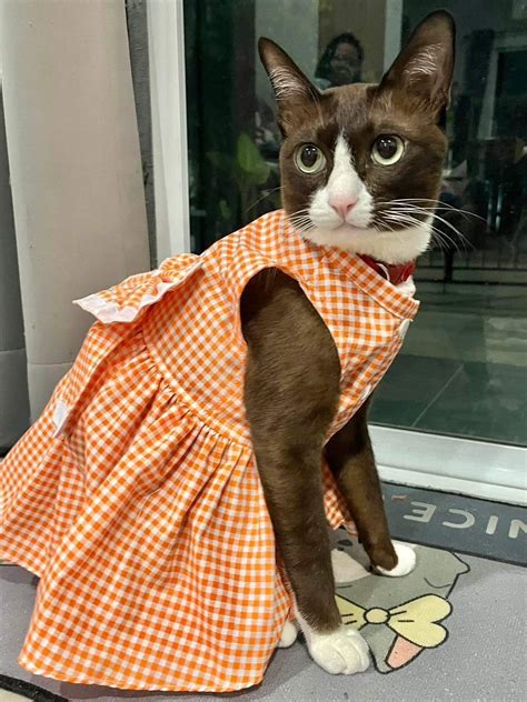 โชกี้แมวนางแบบ ว้าววน้องไข่ม้วน เป็นทั้งสาวแสนสวย