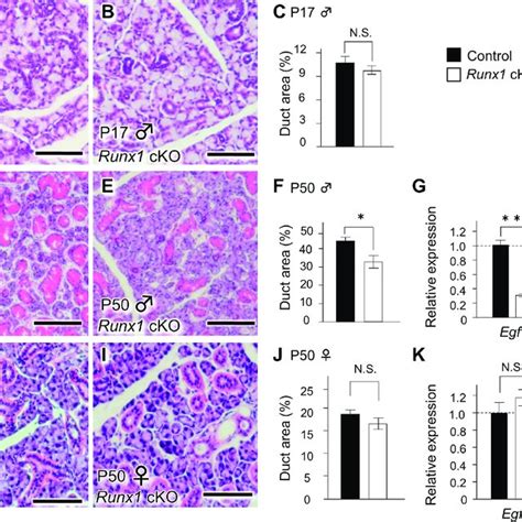 The Expression Of RUNX In The Mouse Salivary Glands A B The MRNA Download Scientific