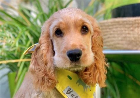 14 Signs You Are A Crazy Cocker Spaniel Person Pet Reader