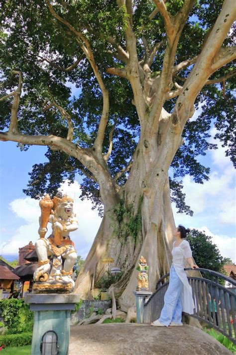 Kayu Putih Bali Indonesia February 02 2024 People Visit The Large Banyan Ancient Tree