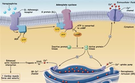 Ch 18 Preload Contractility And Afterload Flashcards Quizlet