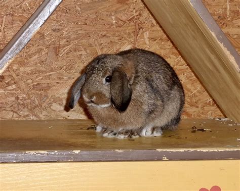 Liebe Kleine Bella Tierheim Bocholt