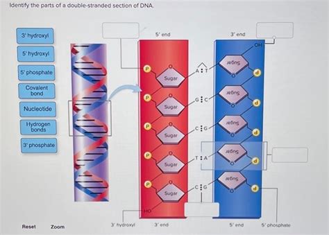 Solved Identify The Parts Of A Double Stranded Section O