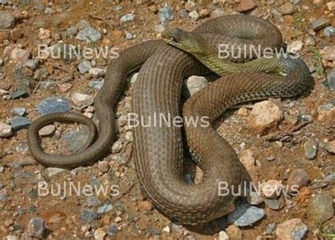 Топ 3 на най отровните змии в България