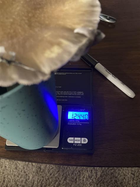 [actives] 124 Gram P Cubensis Orissa Clone From A Cluster This One Decided To Be Huge Instead