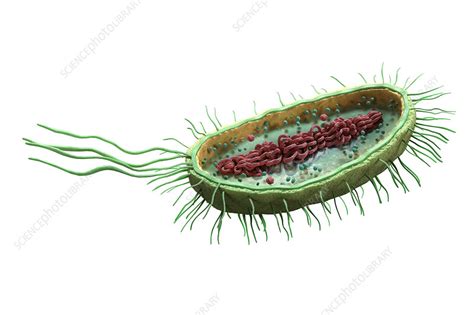Bacteria Cross Section Illustration Stock Image C0255313