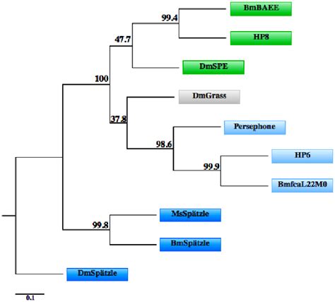 Phylogenetic Relationships Among Serine Proteases Involved In Toll Download Scientific Diagram