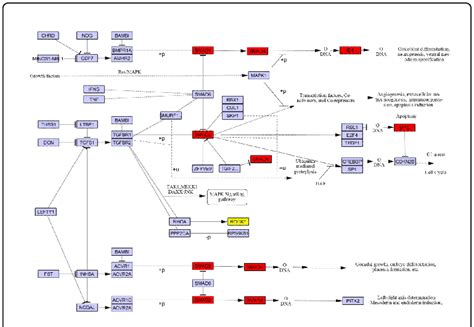 Representation Of Tgfβ Signaling Pathway Extracted From Kegg Common Download Scientific
