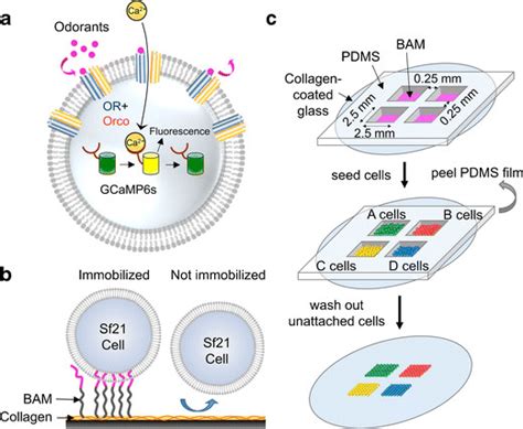 A Schematic Illustration Of The Development Of A Cell Based Odorant Download Scientific Diagram