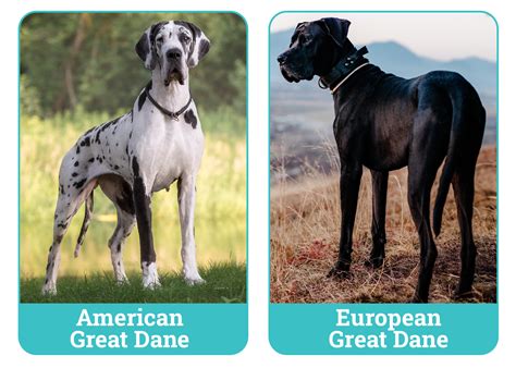 Great Danes Lifespan