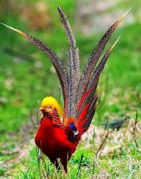 Pin By Redactedjyqoqzg On Birds Colorful Birds Beautiful Birds Birds
