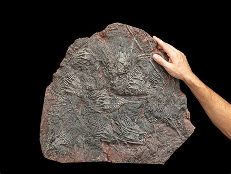 Trilobites High Quality Fossils Toptrilos