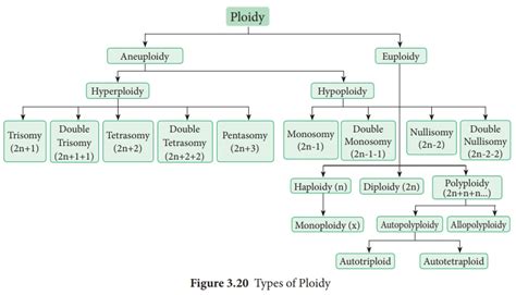 Chromosomal Mutations Chart