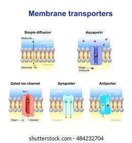 Mechanisms Transport Ions Molecules Across Cell Stock Vector Royalty Free