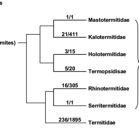 4 A Schematic Drawing Of The Termite Digestive Tract A Download Scientific Diagram