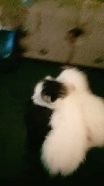 23 ივნისი 2024 Youtube