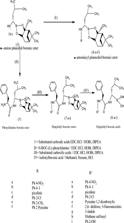 Synthesis Of α Aminoacyl Boranates 6af And Dipeptidyl Boronic Acids Download Scientific