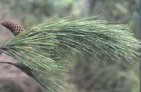 Loblolly Pine Tree Needle About Loblolly Pine Maryland Biodiversity