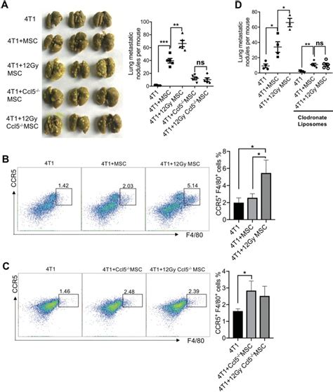 Irradiation Induces Cancer Lung Metastasis Through Activation Of The