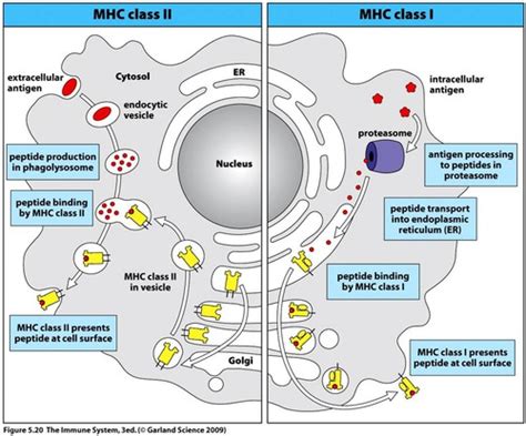 Antigen Processing And Presentation Flashcards Quizlet
