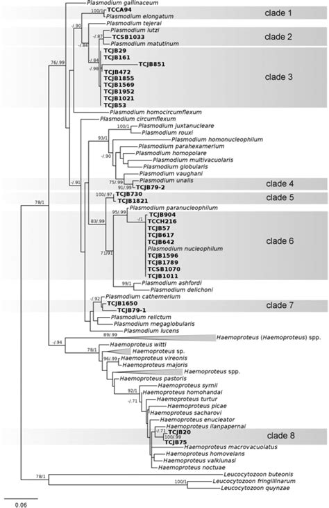 Phylogenetic Tree Inferred By Maximum Likelihood And Bayesian Analyses Download Scientific