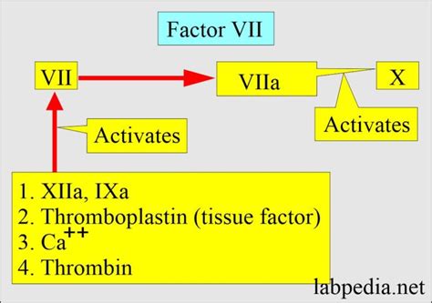 Examples Of Coagulation Factors At Jeffrey Tucker Blog