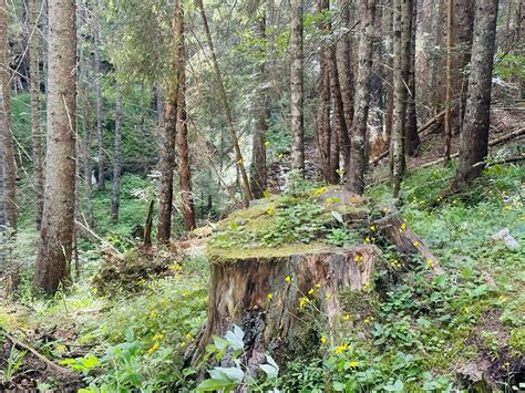 숲 한가운데에 있는 나무 그루터기 사진 Unsplash의 무료 땅 이미지