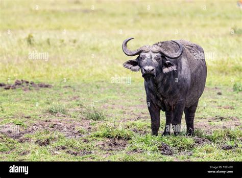 Cape Buffalo Syncerus Caffer Or Southern Savanna Buffalo Is The