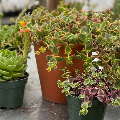 Crassula Pellucida Coral Glow Avant Gardens