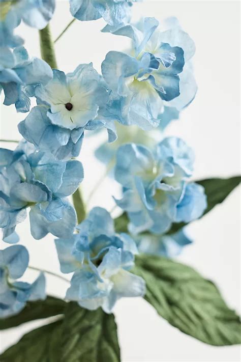 Paper Hydrangea Stem Terrain
