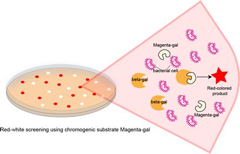Chromogenic Substrates Overview Goldbio
