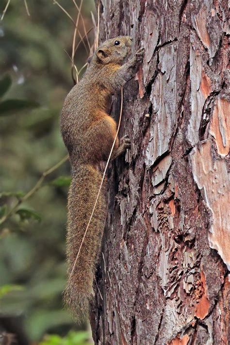 40 Types Of Squirrels Species Identification With Pictures