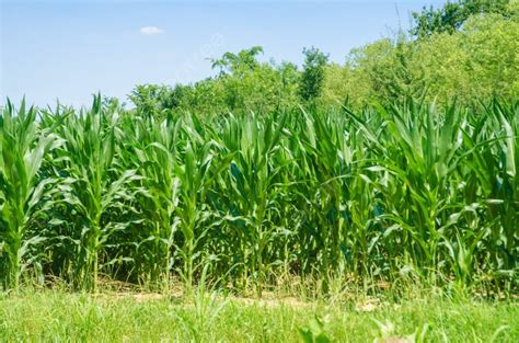 밝은 여름날 옥수수 밭 사진 배경 및 무료 다운로드를위한 그림 Pngtree