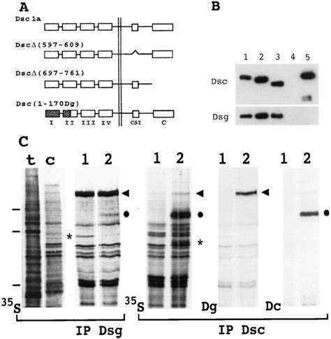 Schematic Representation Of The Dsc1a Gene Constructs And Download
