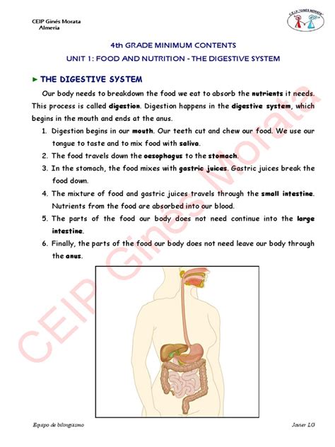 Unit 1 The Digestive System Def Pdf Download Free Pdf Digestion Human Digestive System